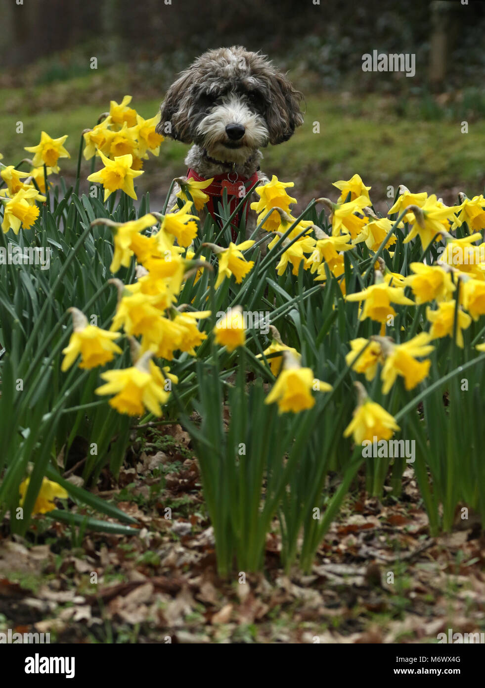 Spring is finally making an appearance as Cookie the cockapoo dog ...