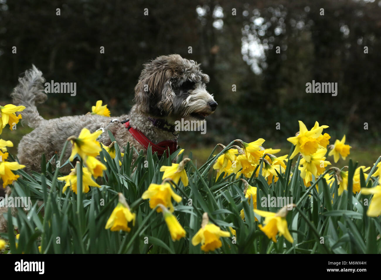 Spring is finally making an appearance as Cookie the cockapoo dog ...