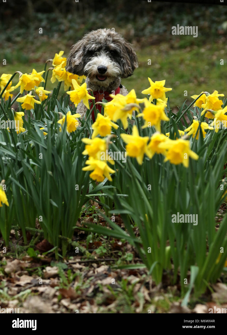 Spring is finally making an appearance as Cookie the cockapoo dog ...