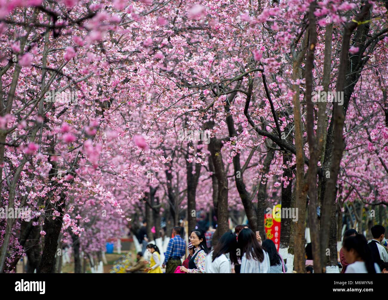 Kunming, China's Yunnan Province. 6th Mar, 2018. Tourists look at ...