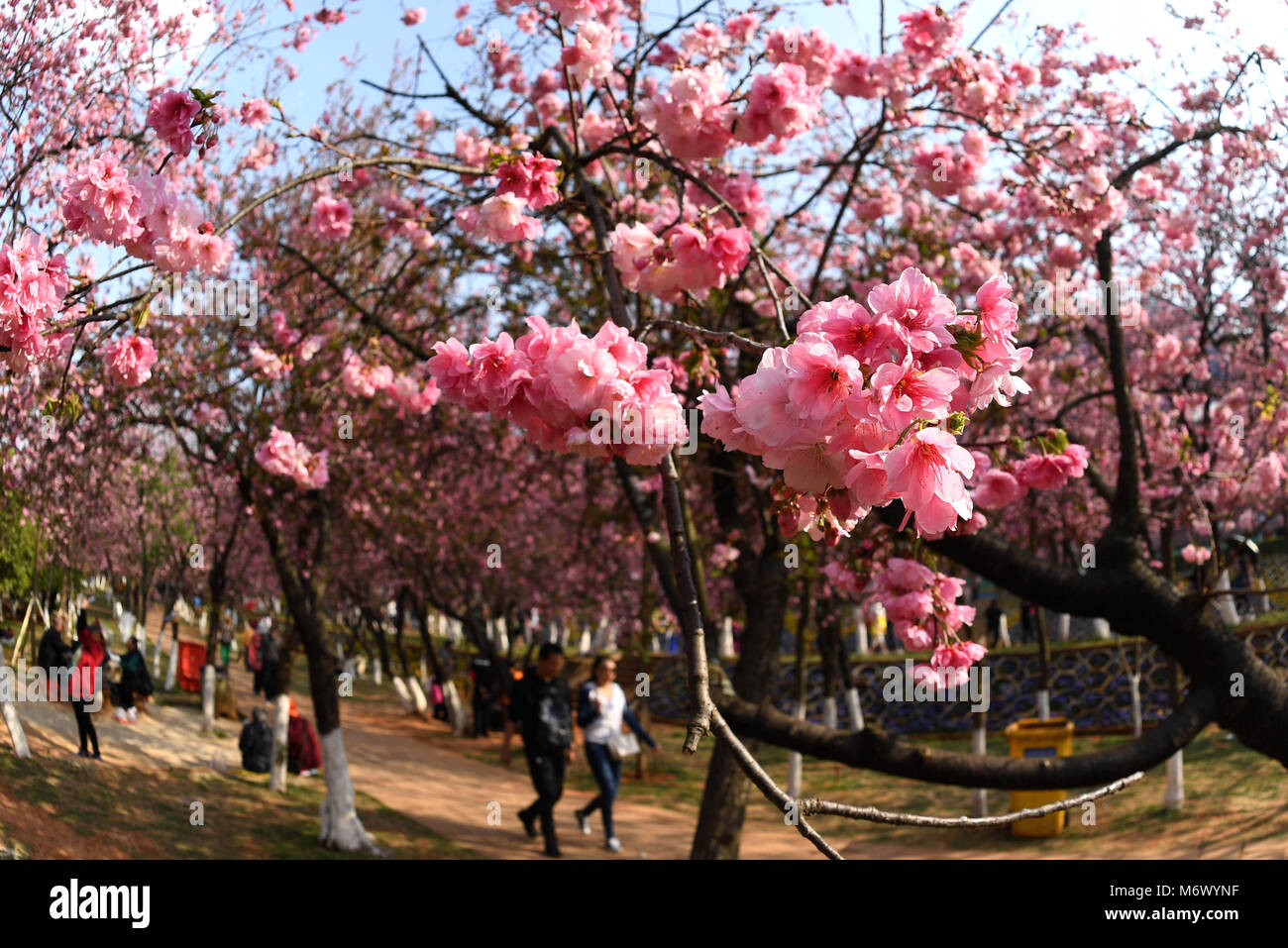 Kunming. 6th Mar, 2018. This photo taken on March 6, 2018 shows cherry ...