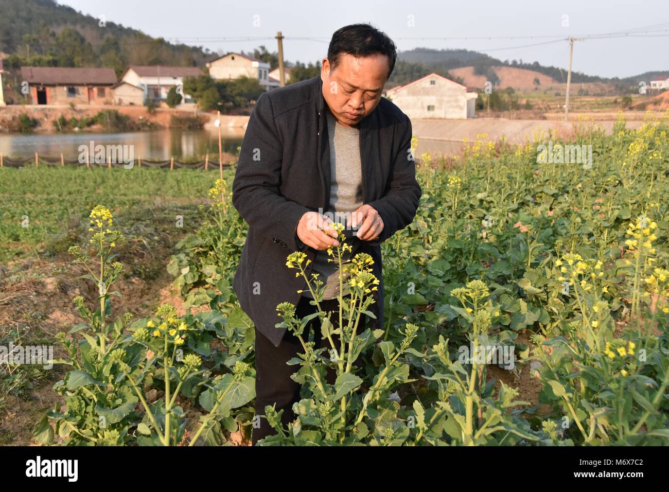 File photo taken on Feb. 26, 2018 shows farm scientist Shen Changjian ...