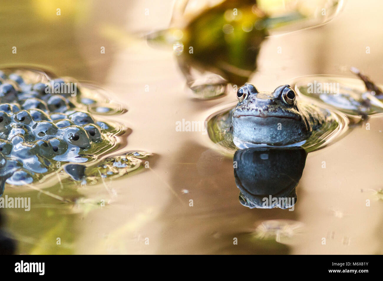 Weather frog hi-res stock photography and images - Alamy