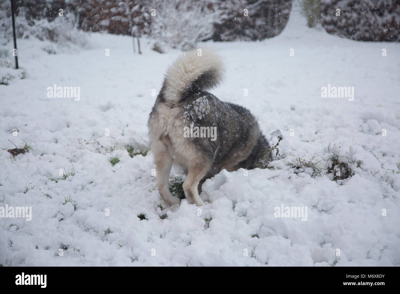 Husky dog digging hi-res stock photography and images - Alamy