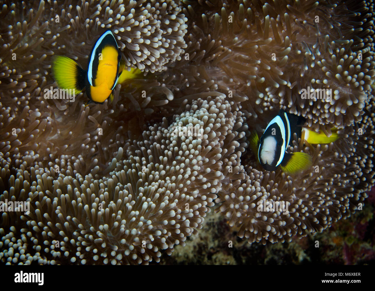 Clark's Anemonefish or Yellowtail Clownfish, Amphiprion clarkii, on ...