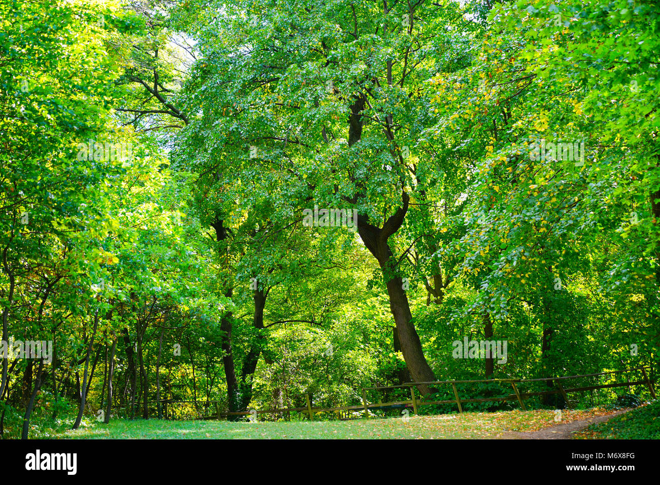 Full frame trees, golden green backgrounds of trees and nature Stock ...