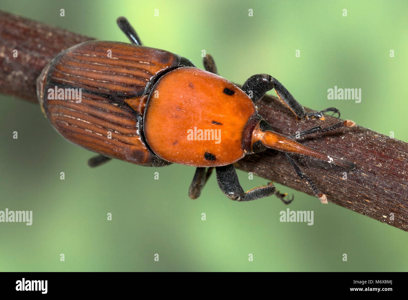 Black Orange Beetle High Resolution Stock Photography and Images - Alamy