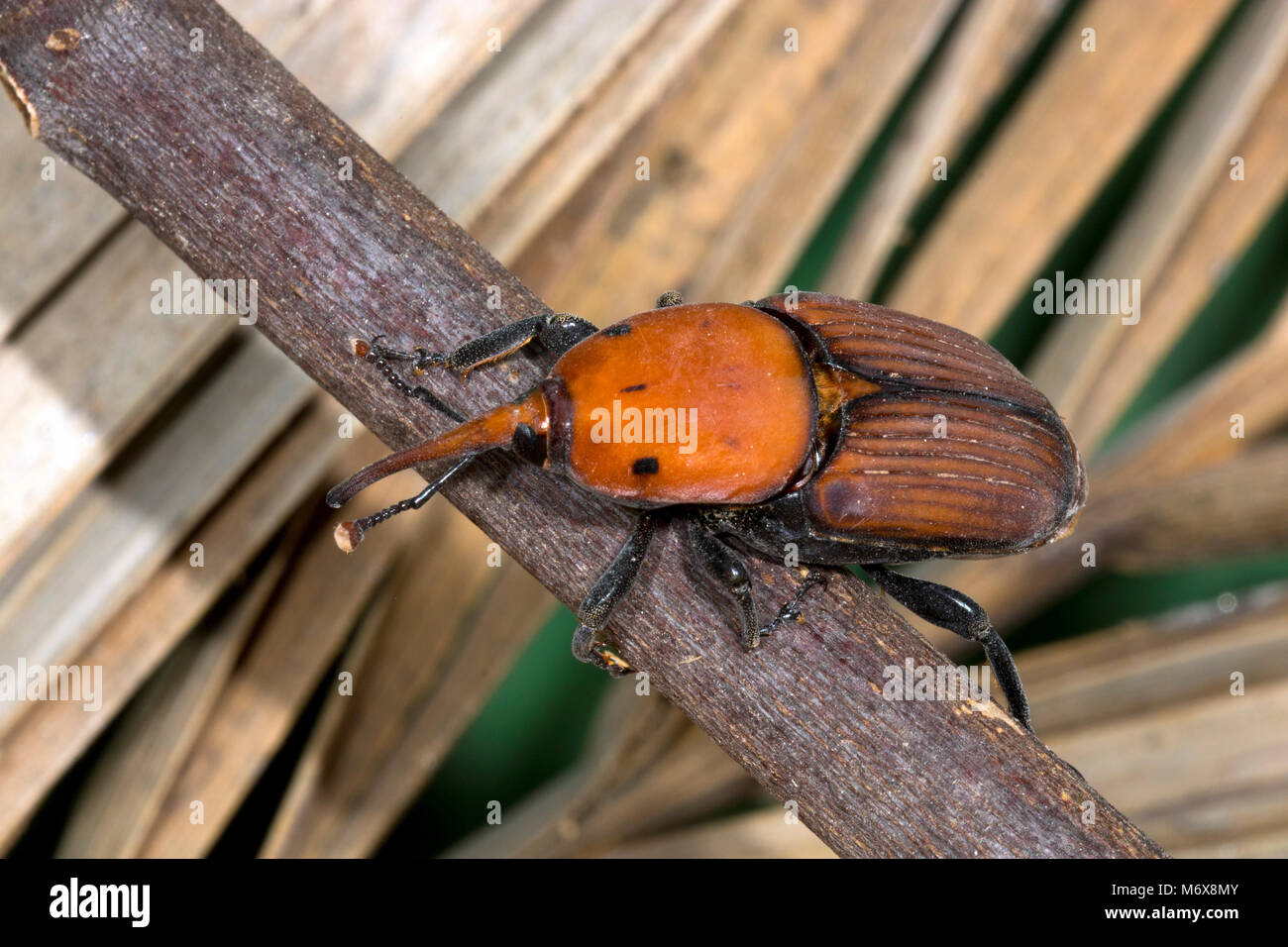Palm weevil beetle (Rhynchophorus ferrugineus Stock Photo - Alamy