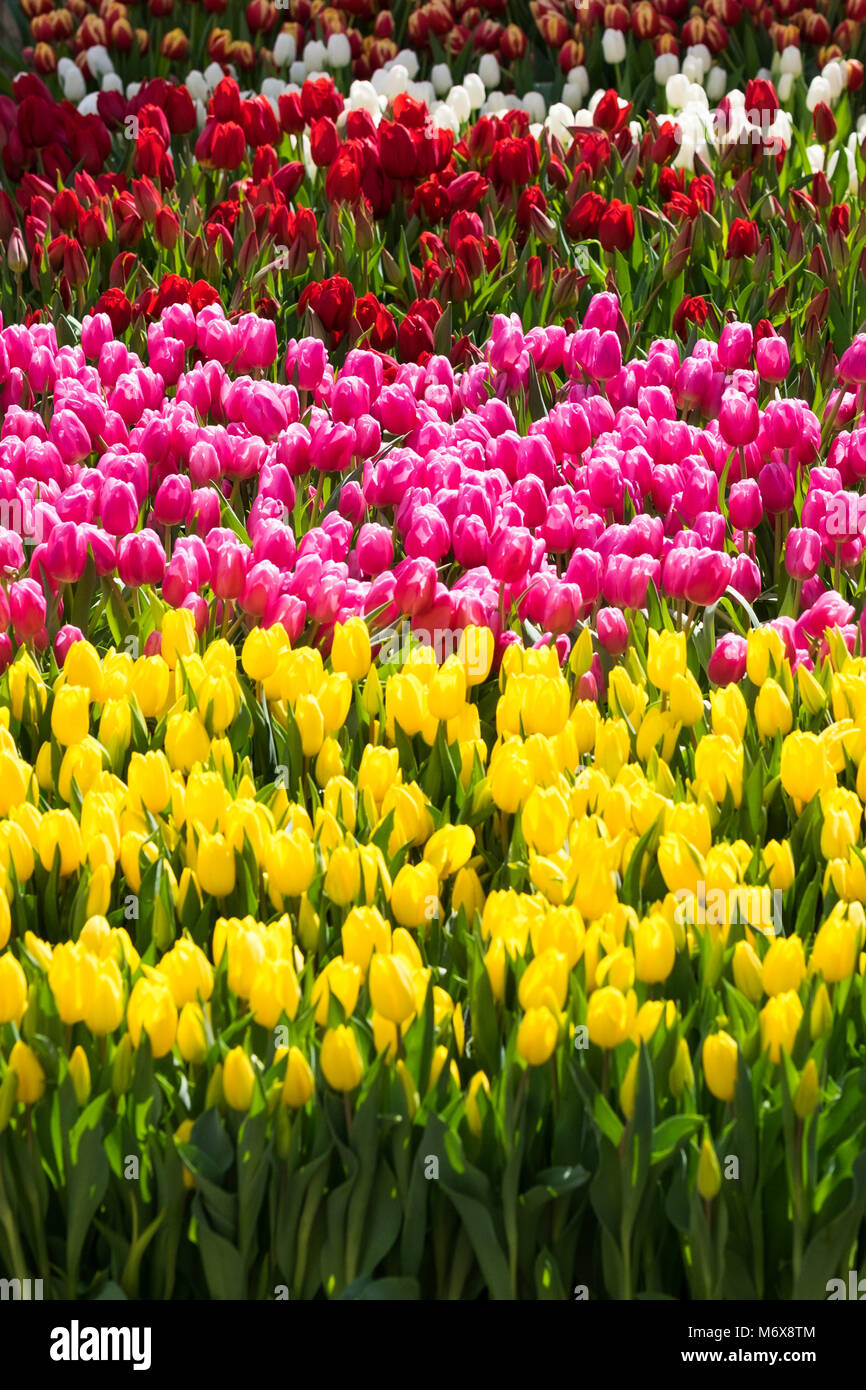 100,000 Tulips for National Tulip Day in San Francisco's Union Square ...