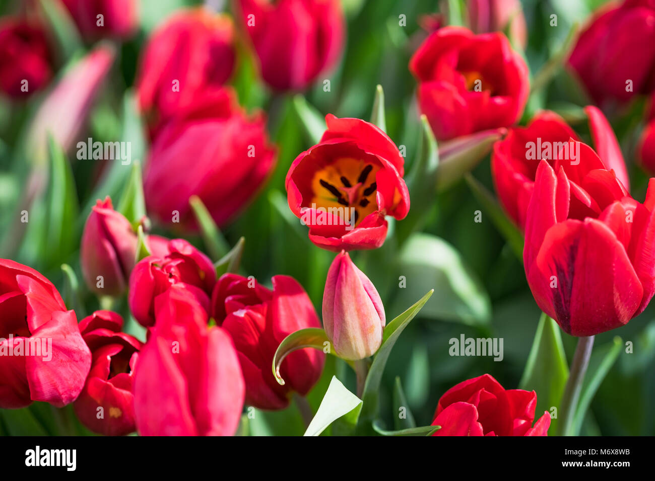 Red Tulips close-up Stock Photo - Alamy