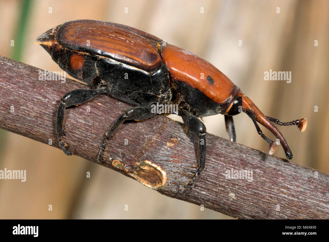 Palm weevil beetle (Rhynchophorus ferrugineus Stock Photo - Alamy