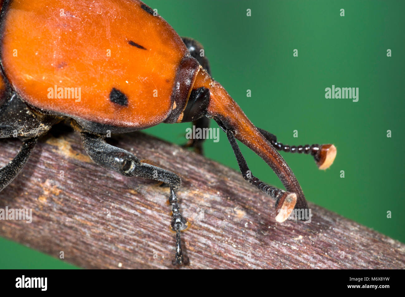 Palm weevil beetle (Rhynchophorus ferrugineus Stock Photo - Alamy