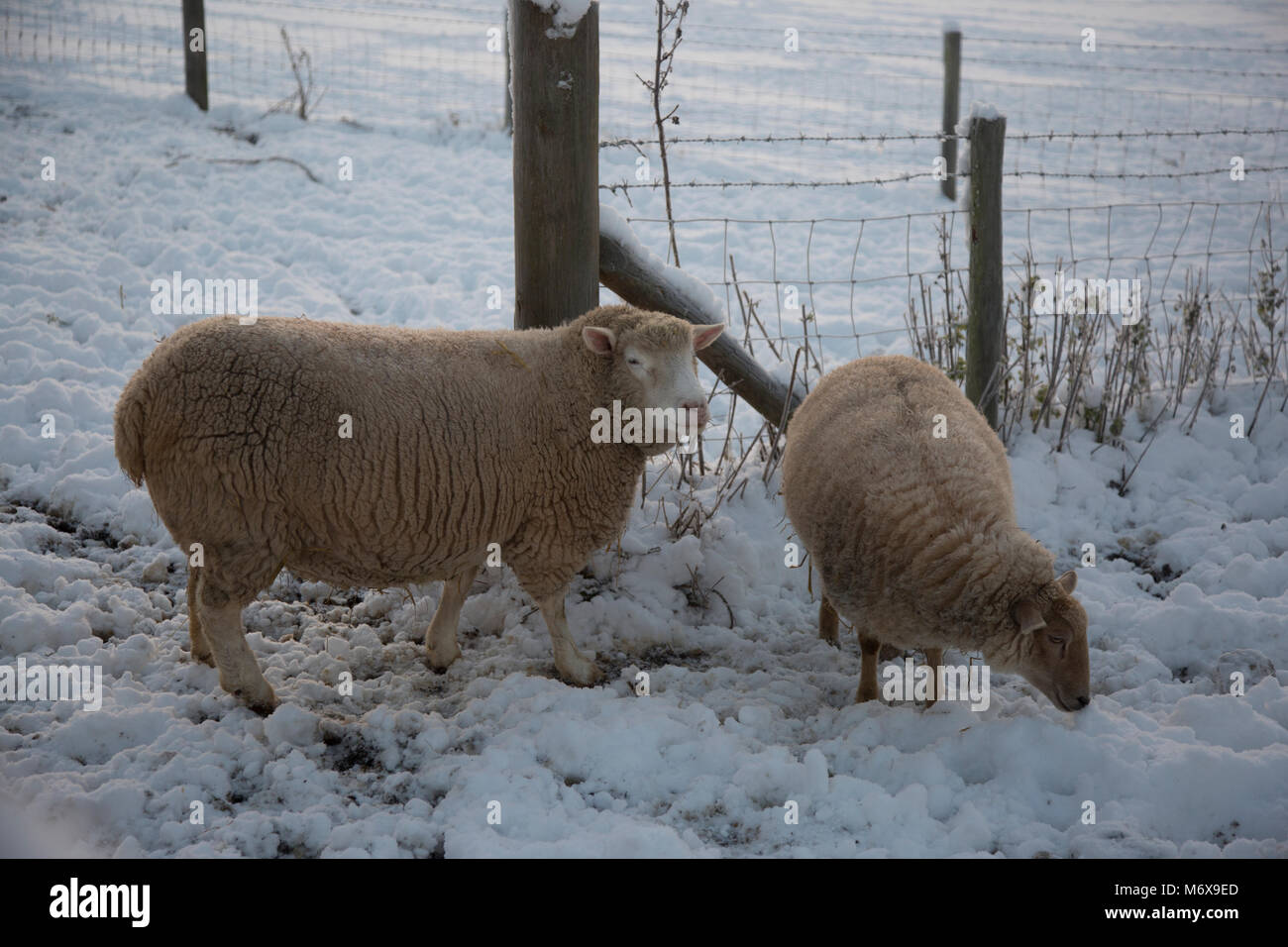 Sheep in snow hi-res stock photography and images - Alamy