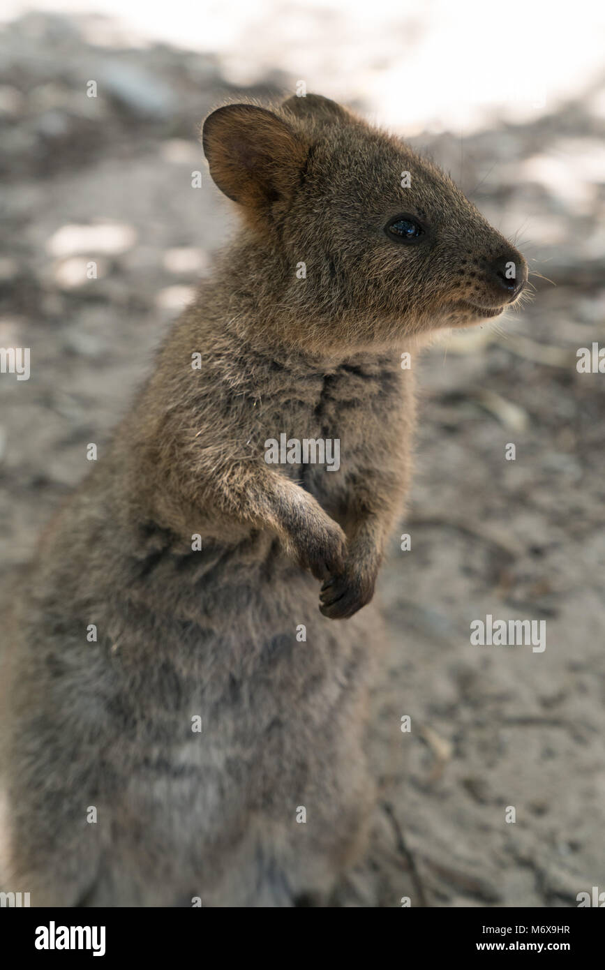 Quokka, Setonix brachyurus, image was taken on Rottnest Island, Western ...