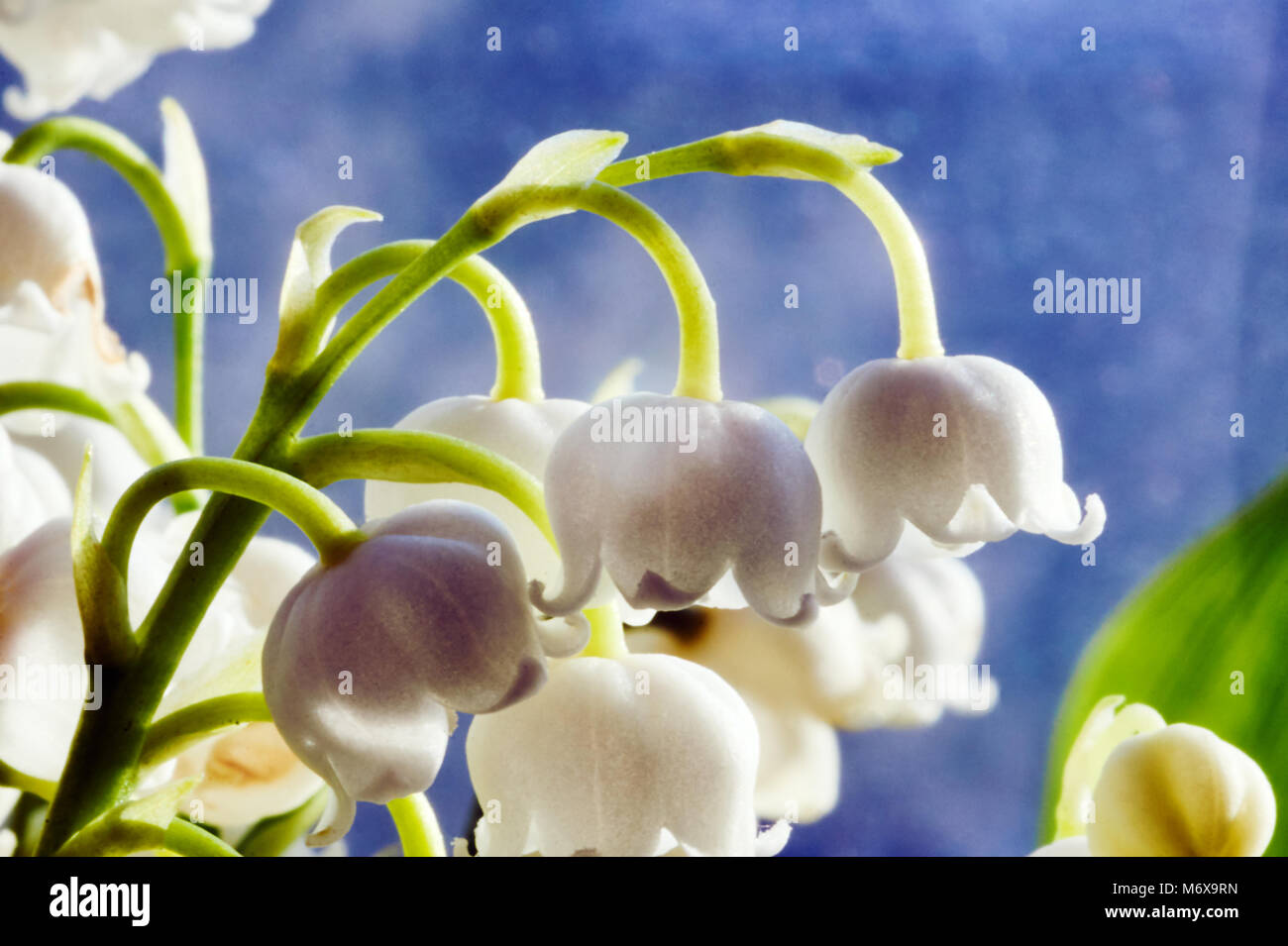 Detail of a white flower lily of the valley Stock Photo - Alamy