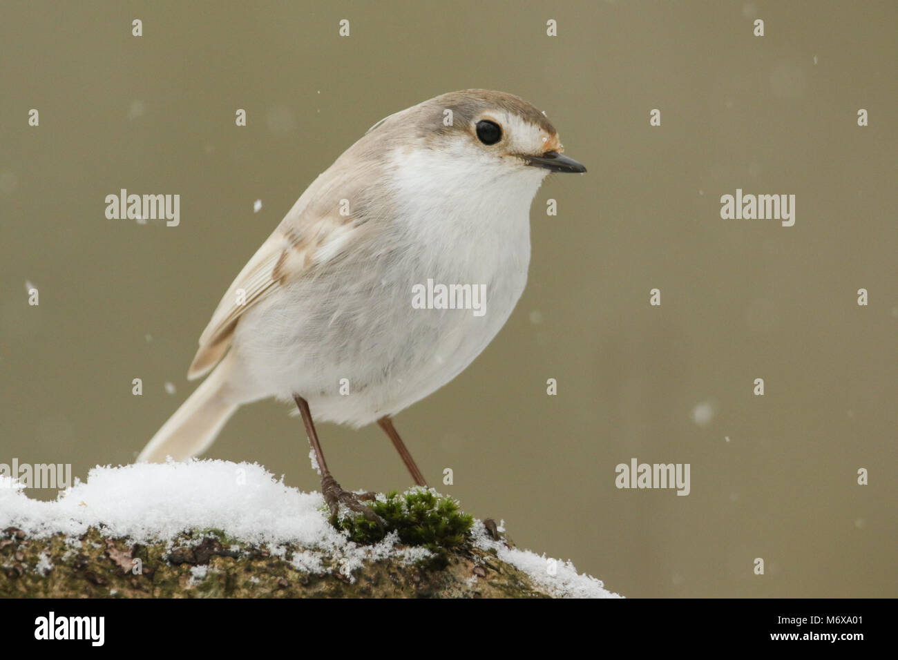 A rare Leucistic Robin (Erithacus rubecula) perched on a branch covered ...