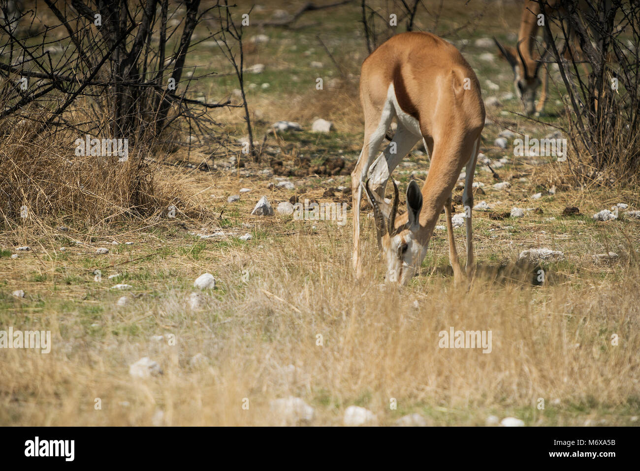 Kalahari springbock hi-res stock photography and images - Alamy