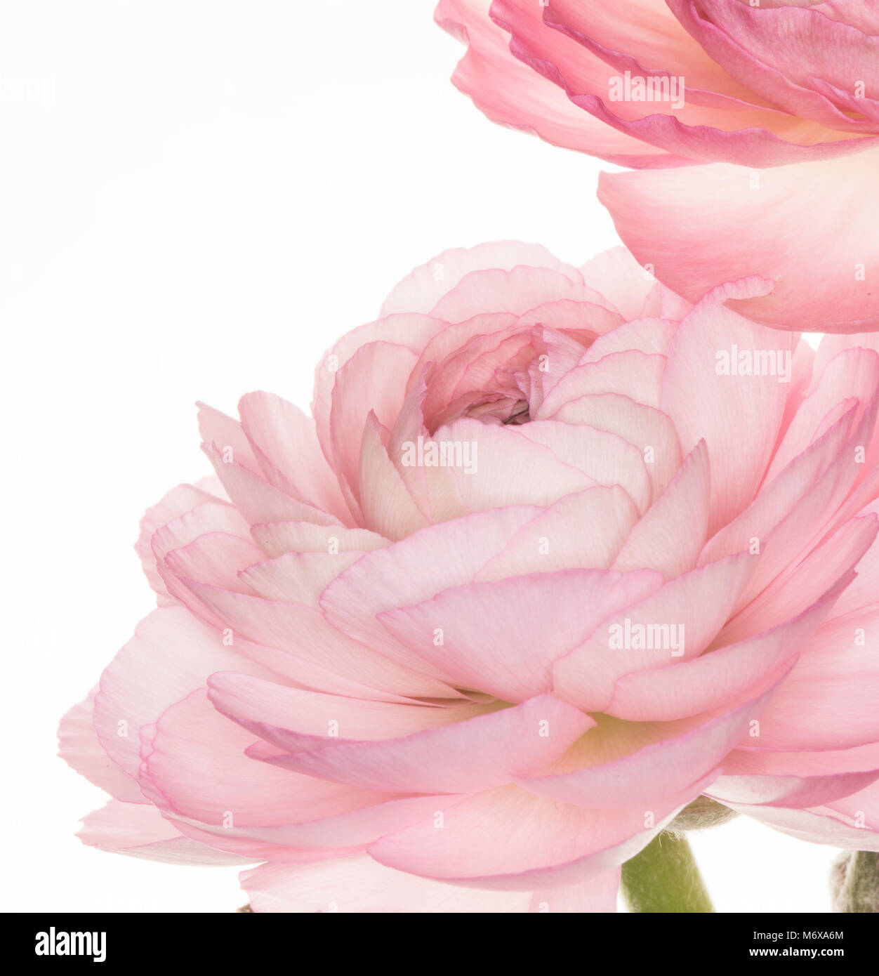 Pale pink ranunculus hi-res stock photography and images - Alamy
