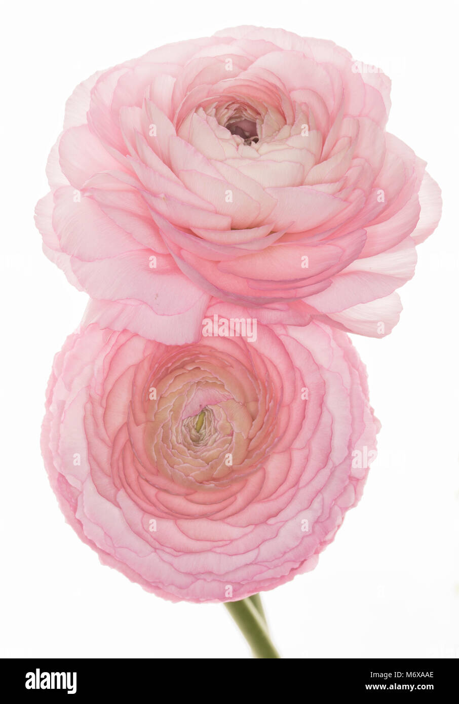 Pink Ranunculus asiaticus isolated on a white background Stock Photo ...