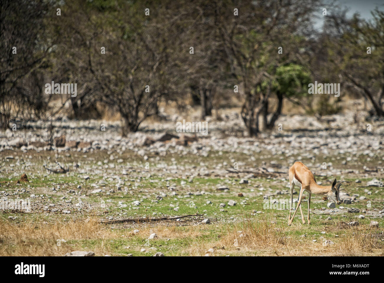 Springbock grazing on the savannah of Namibia Stock Photo - Alamy