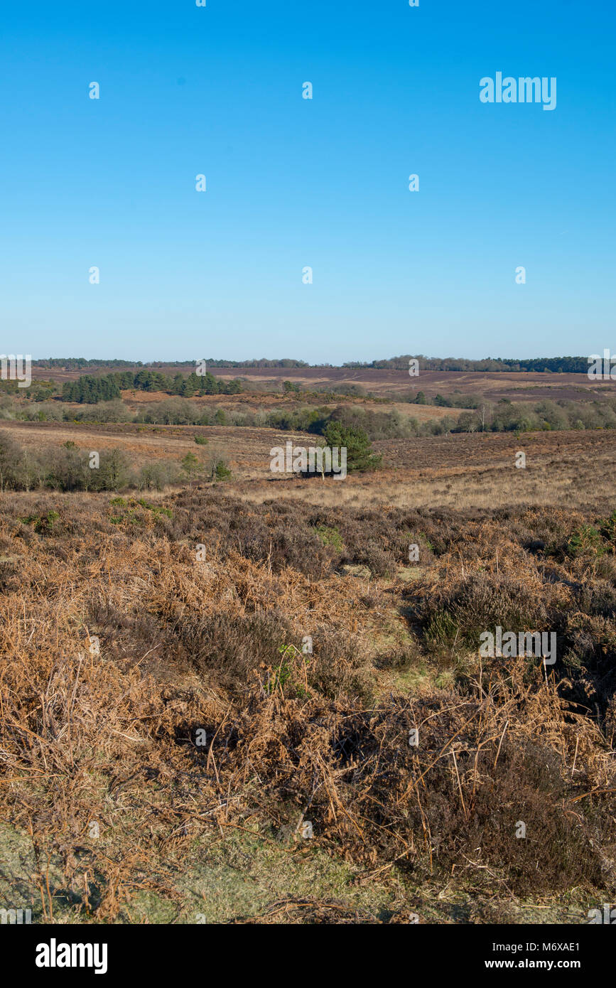Fritham Cross in the New Forest, Hampshire, UK. View across the heath ...