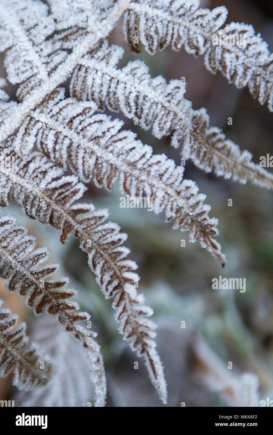 Bracken fern winter frost hi-res stock photography and images - Alamy