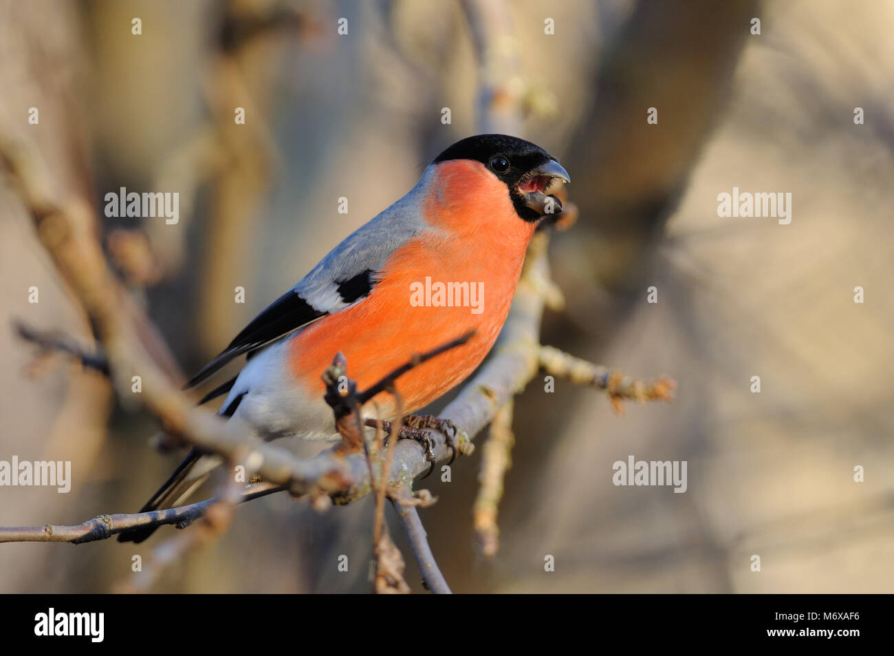 Eurasian (common) bullfinch (Pyrrhula pyrrhula) screaming while sitting ...