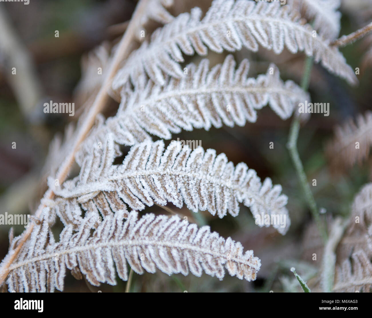 Bracken fern winter frost hi-res stock photography and images - Alamy