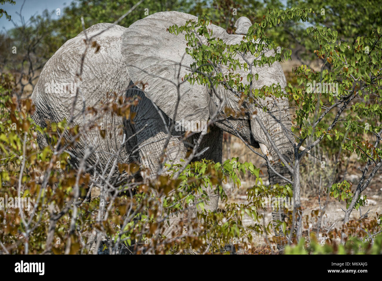 Shy elephant hidden behind bushes Stock Photo - Alamy