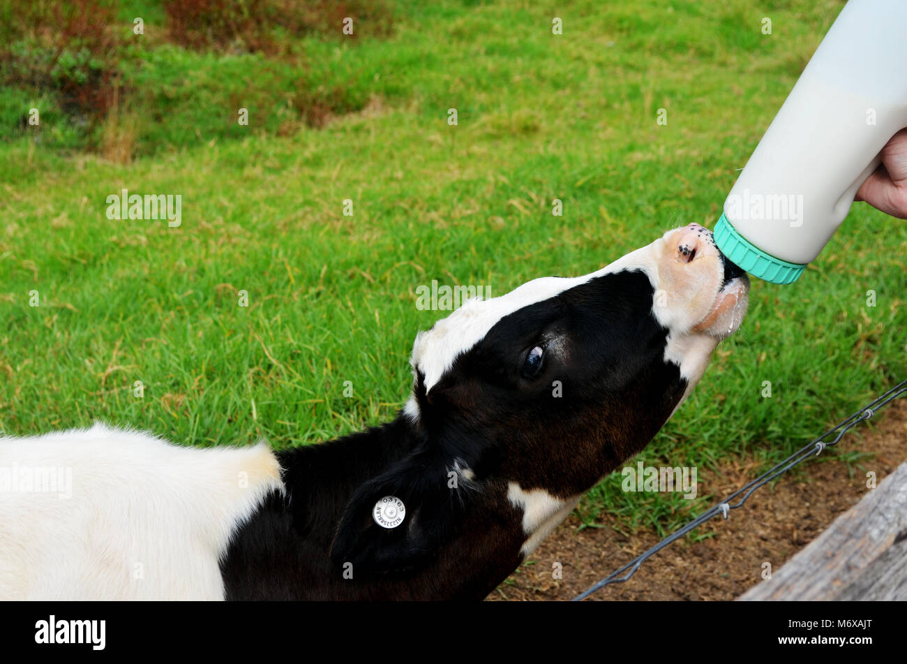 Calf being hand fed at Bodalla Dairy NSW Australia Stock Photo - Alamy