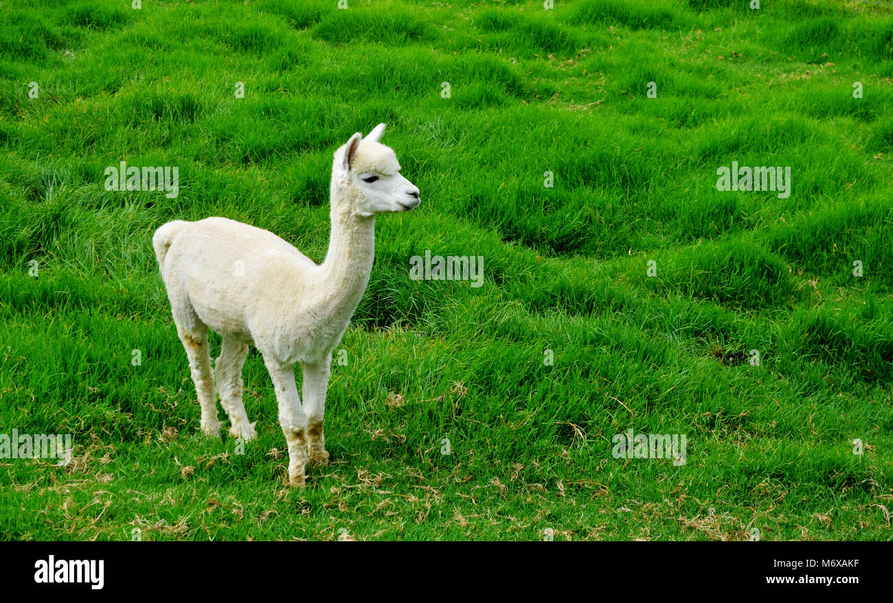 White Alpaca in green field taken at Bodalla Dairy NSW Australia Stock ...