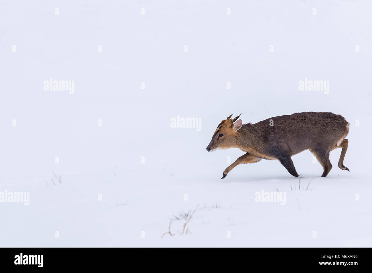 Monkjack hi-res stock photography and images - Alamy