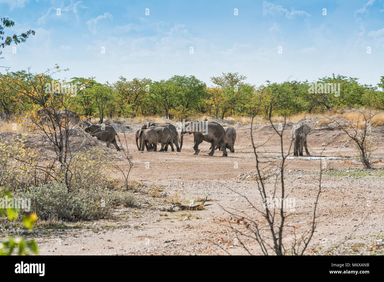 Family of elephants on the move Stock Photo - Alamy
