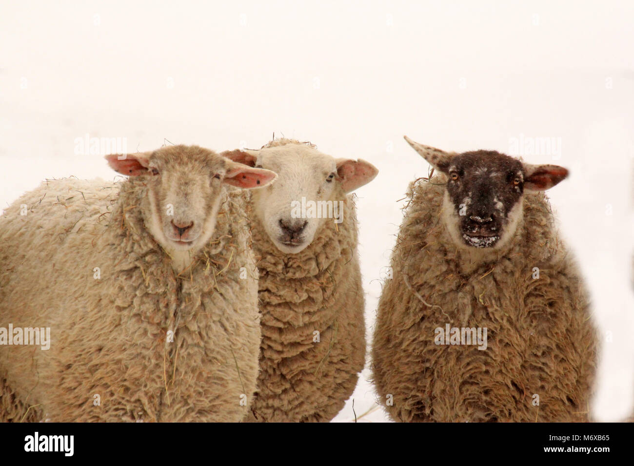 Three sheep looking in the same direction to see what is going on Stock ...