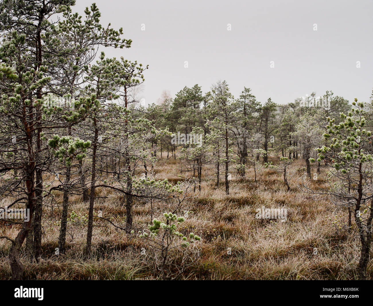 Pine trees in kemeri hi-res stock photography and images - Alamy