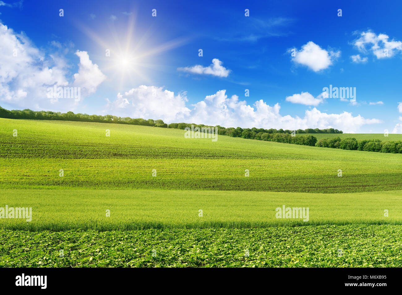 Dawn over the spring field from different agricultural crops Stock ...
