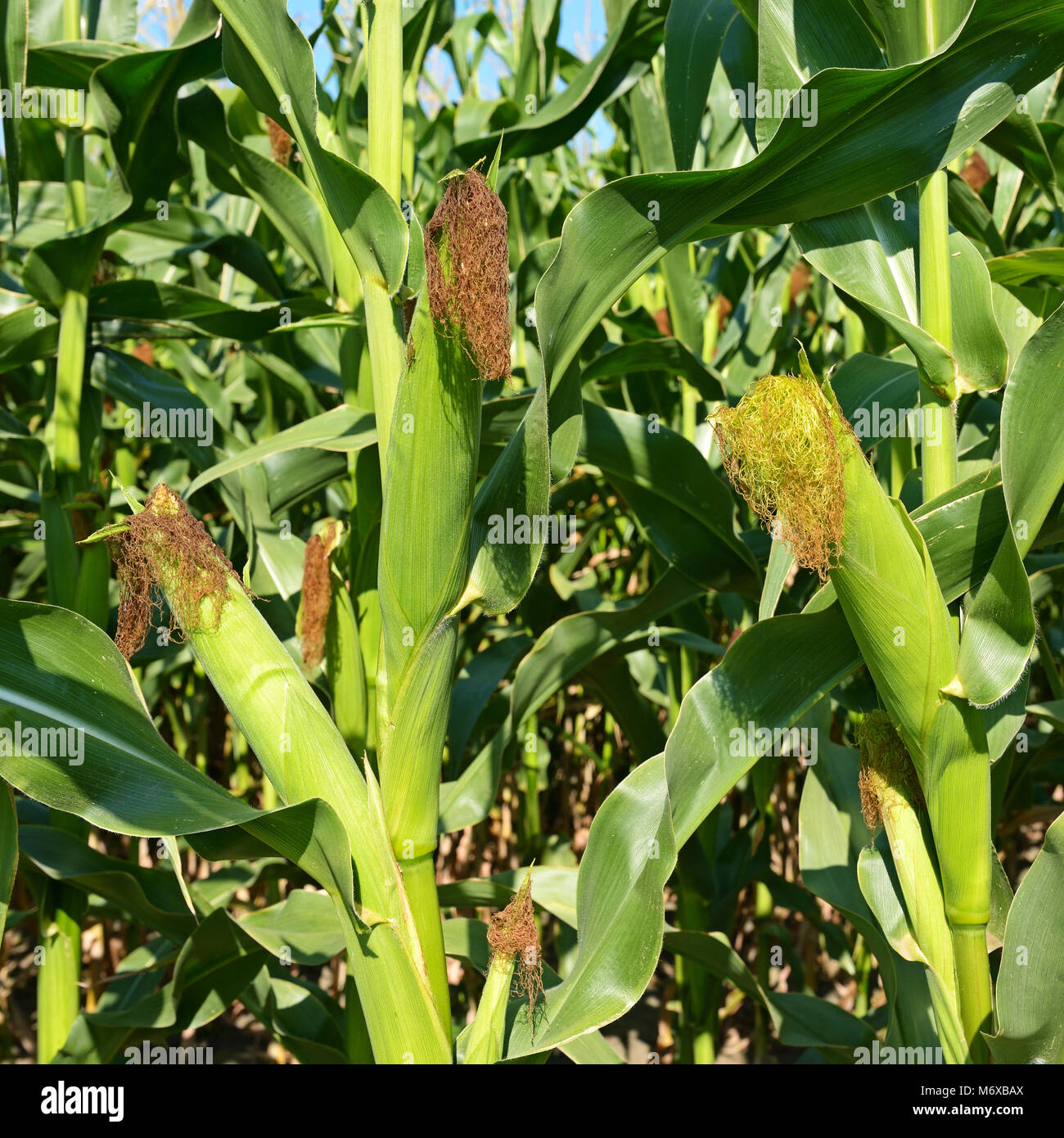 Young corn cobs on farmer field. Side view Stock Photo - Alamy