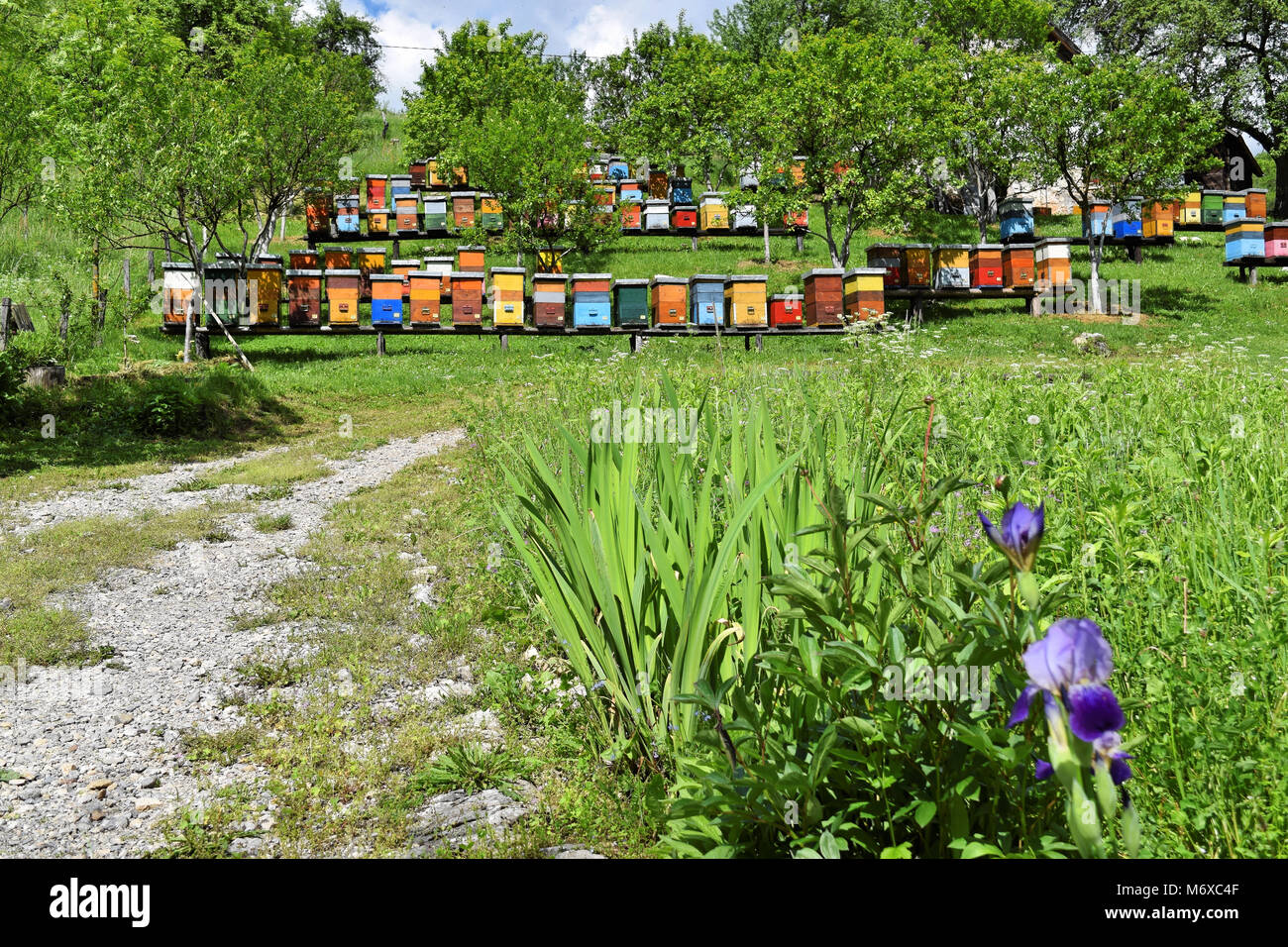 Beekeeping in European countryside Stock Photo - Alamy