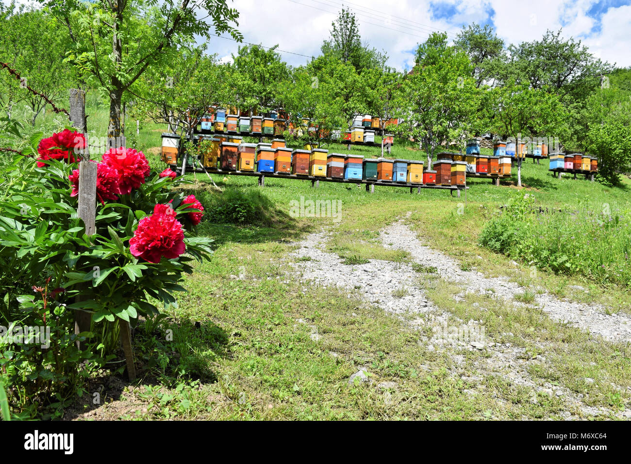 Beehives in field flowers hi-res stock photography and images - Alamy