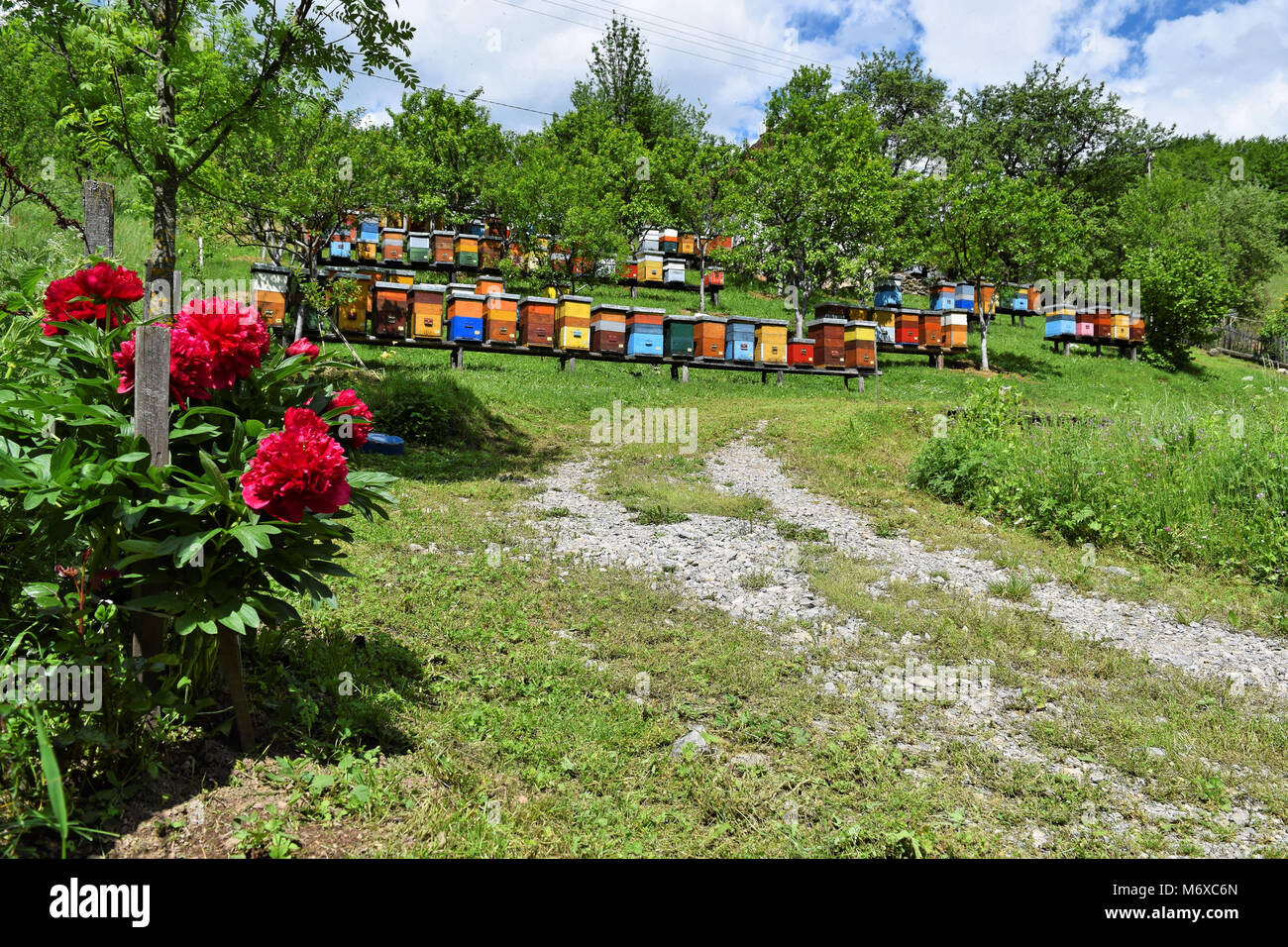 Beekeeping in European countryside Stock Photo - Alamy