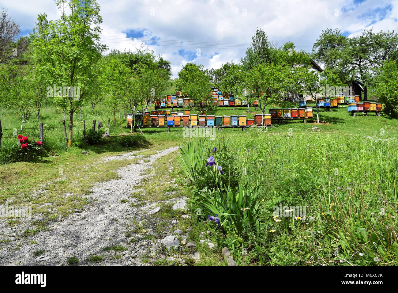 Beekeeping in European countryside Stock Photo - Alamy