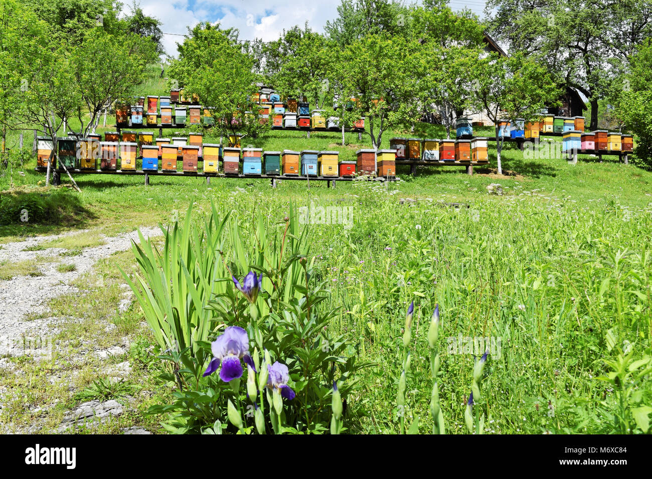 Beekeeping in European countryside Stock Photo - Alamy