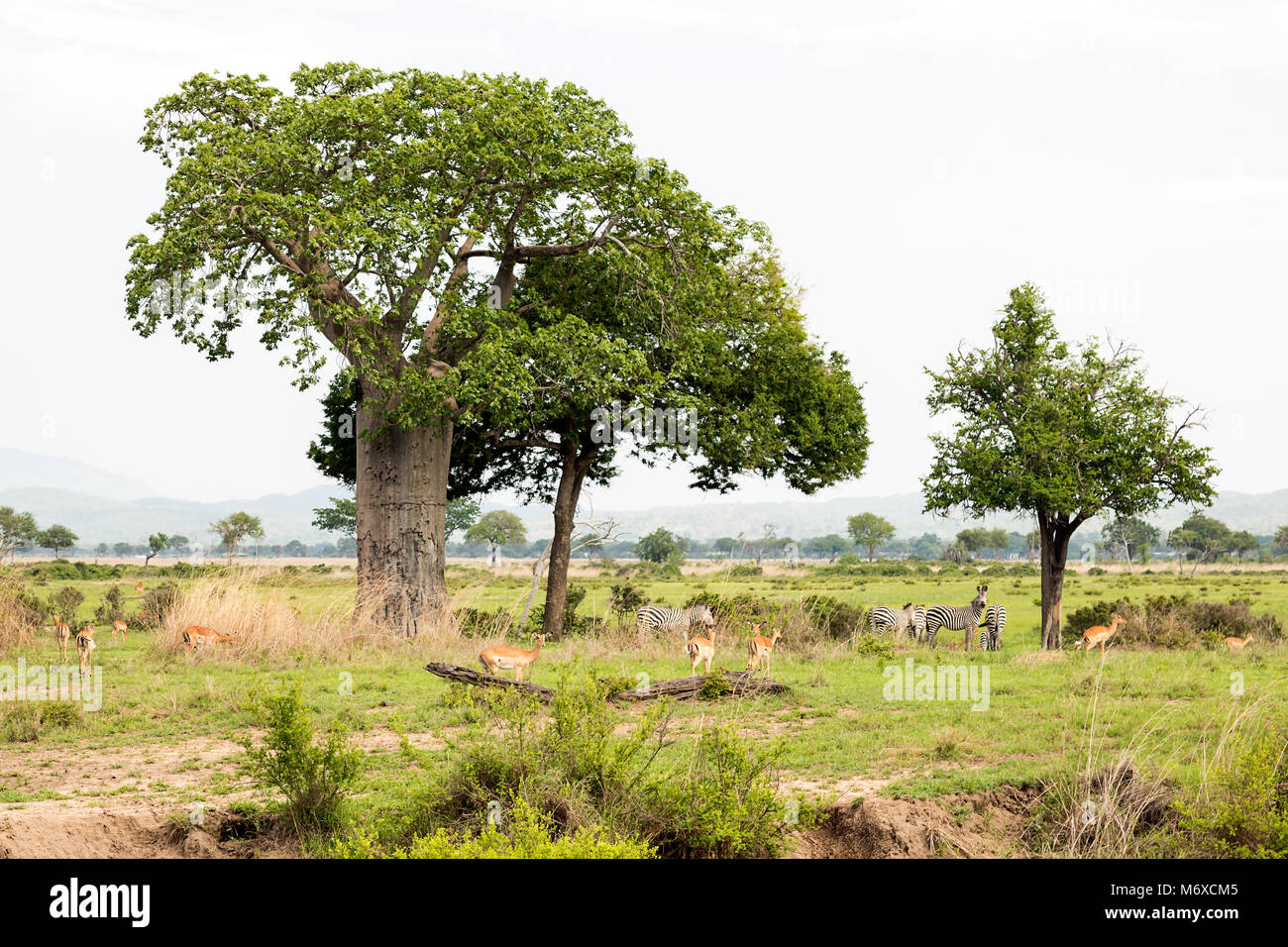 Baobab in the savanna hi-res stock photography and images - Alamy