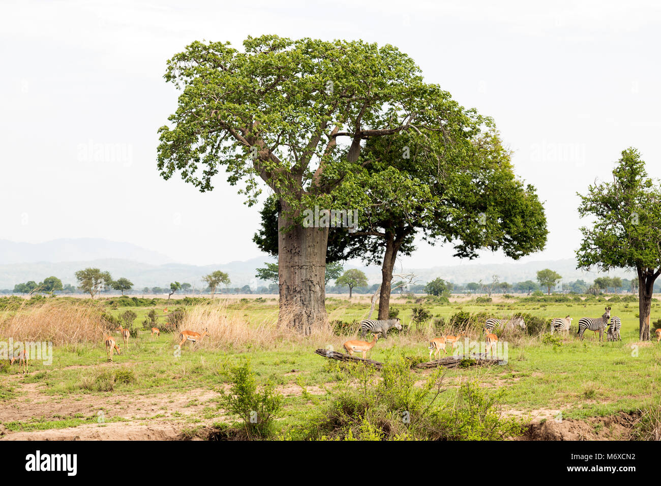 Baobab in the savanna hi-res stock photography and images - Alamy