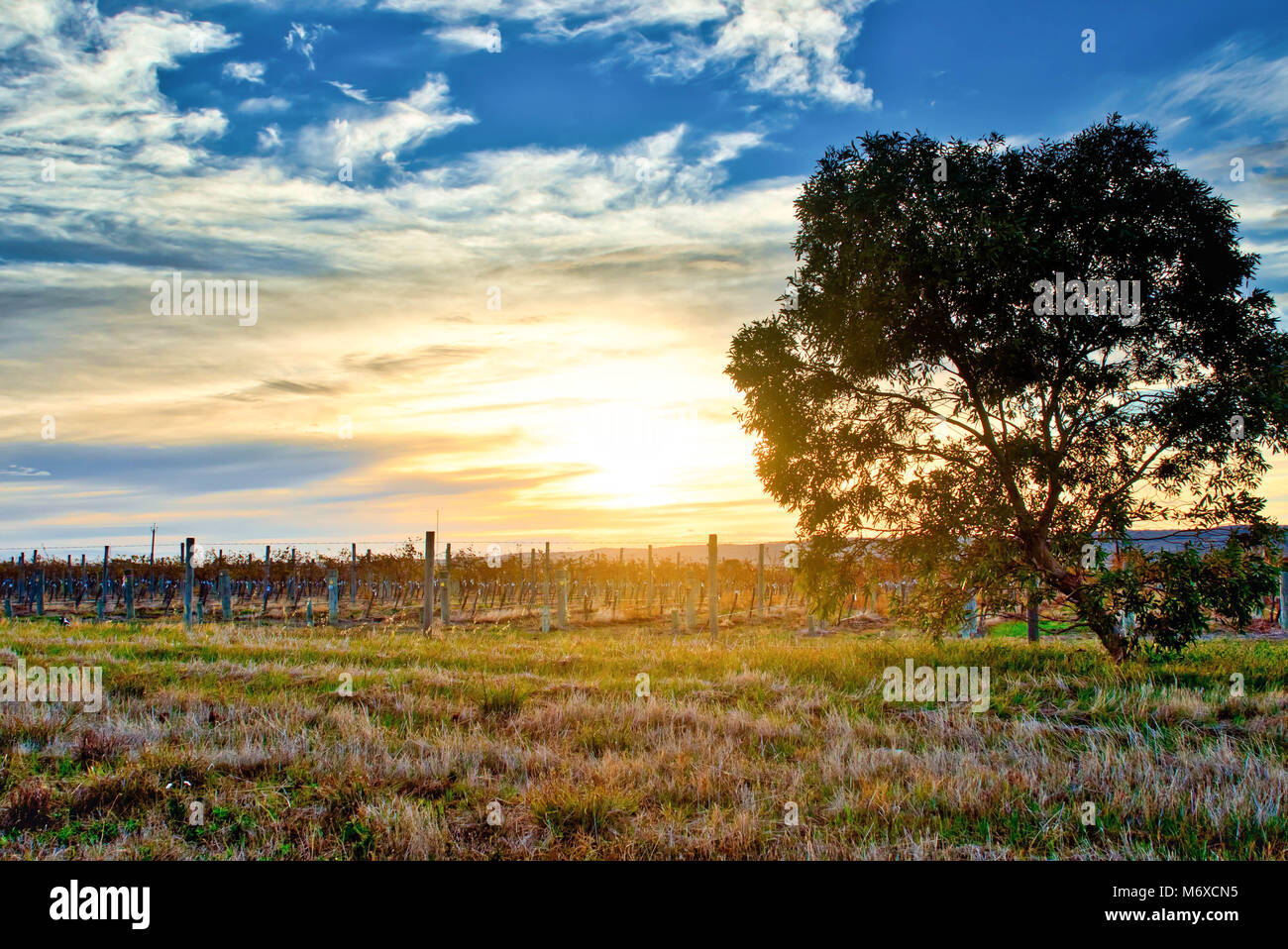 tree in a vineyard when sunrise Stock Photo - Alamy
