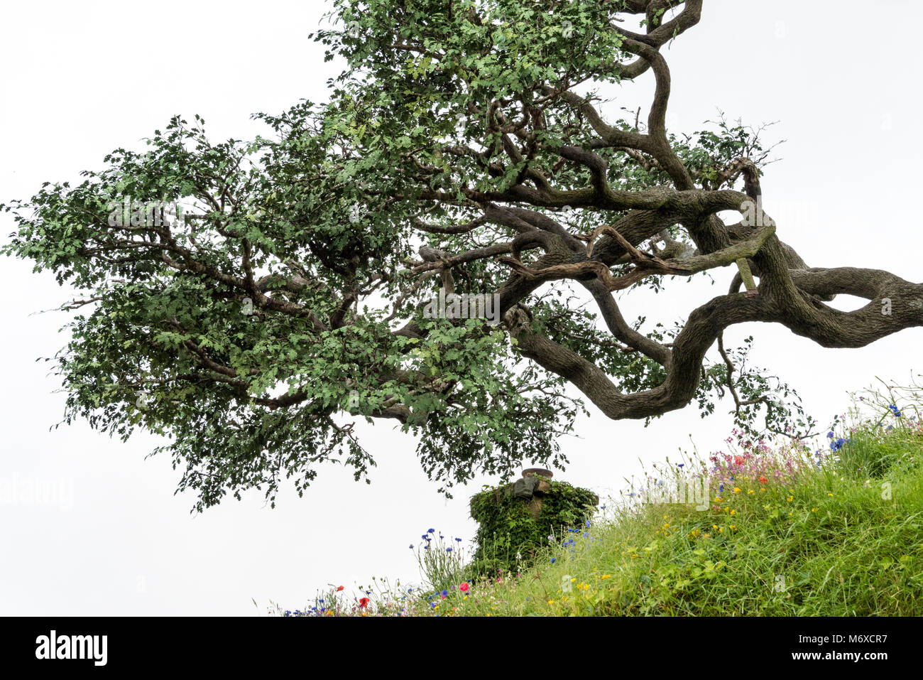 Hole oak island hi-res stock photography and images - Alamy