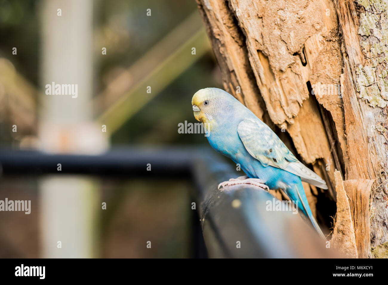 lovely bird, animal and pet in the garden Stock Photo - Alamy