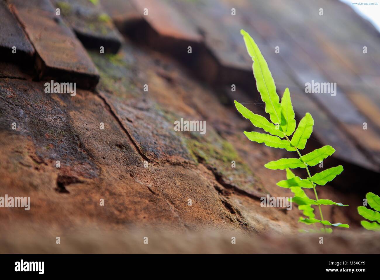 A fern growing out of the ancient brickword of the Hindu temple of My ...