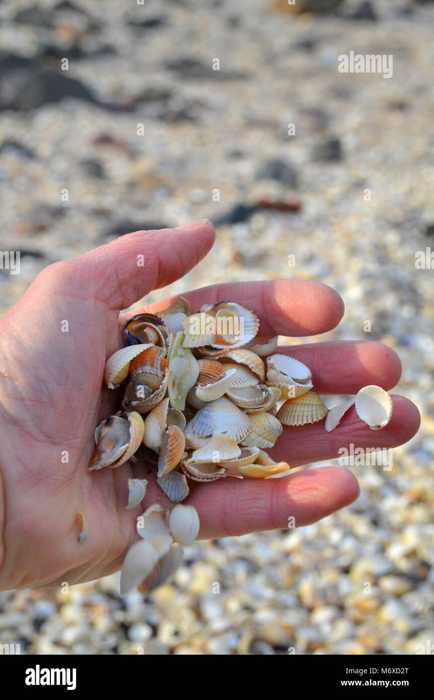 Broken cockle shells hi-res stock photography and images - Alamy