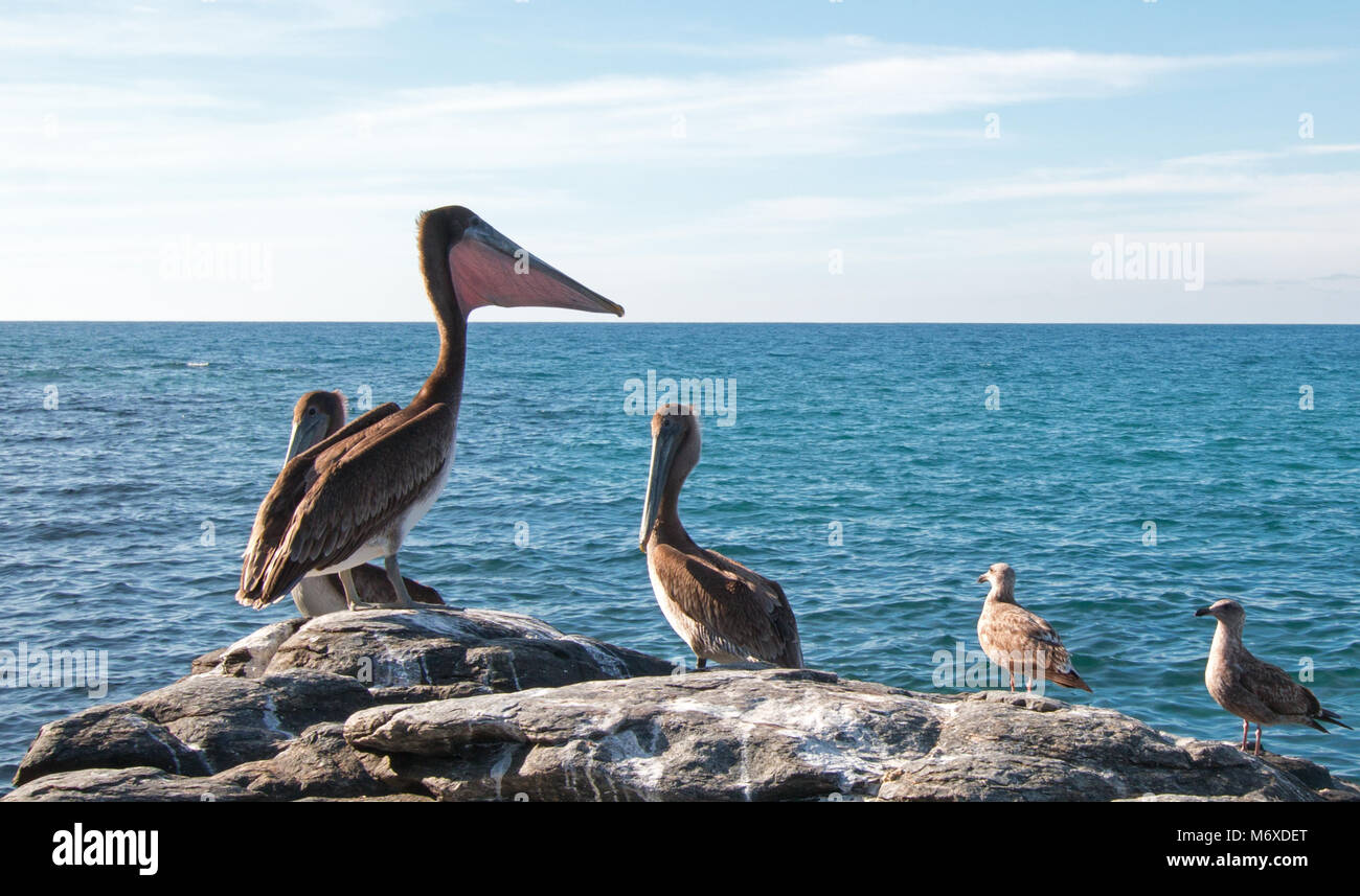 California Brown Pelican stretching / inflating throat pouch on rocky ...